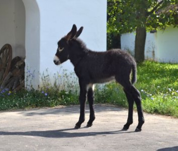 Kicsi vasi skanzeni csacsi - alon.hu