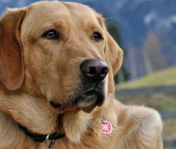 A modern kutyafajták agya nagyobb, mint az ősi fajtáké - alon.hu