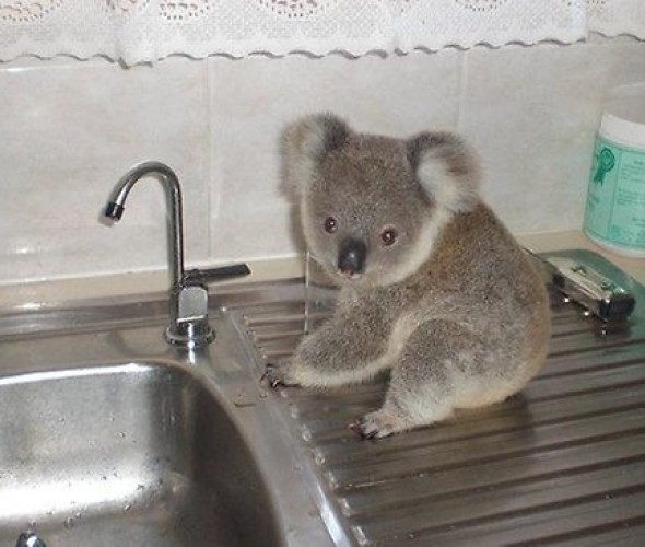 Napi cuki: Jimmy, a koala - alon.hu