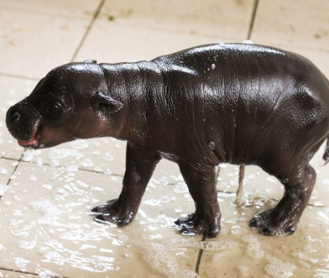 Törpevíziló született Nyíregyházán - alon.hu
