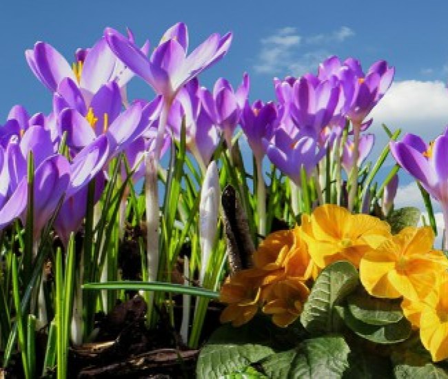 A tavasszal és a márciussal kapcsolatos időjárási megfigyelések és ...