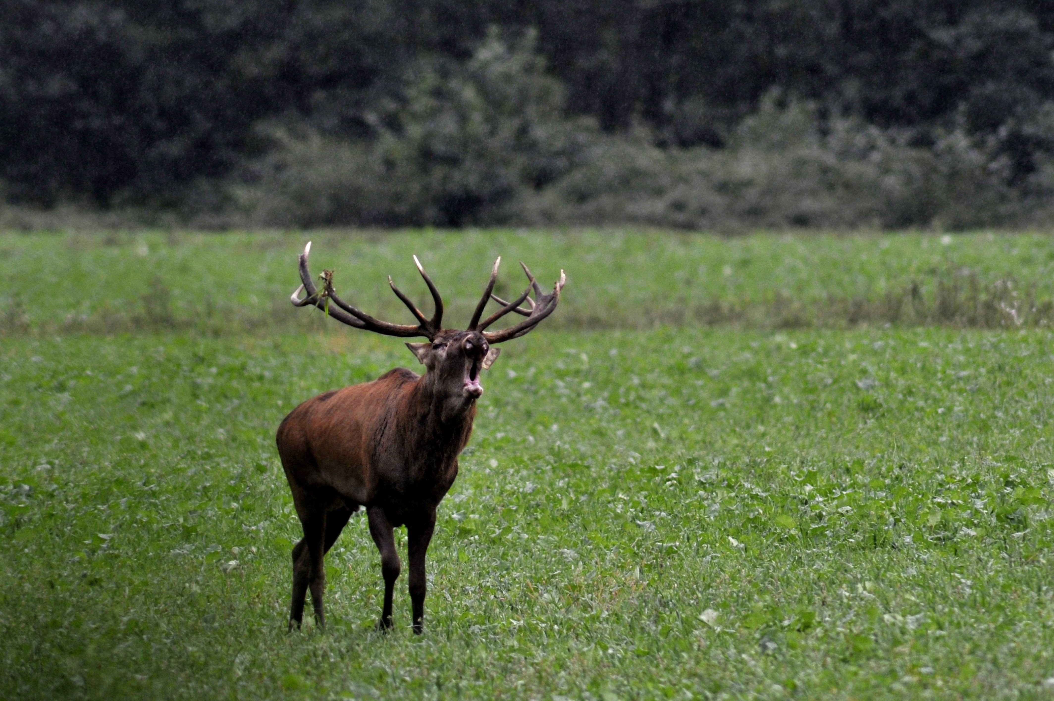 Versengenek a szarvasbikák - fotók - alon.hu