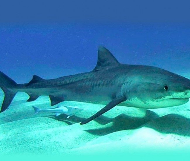 Két nap alatt három embert harapott meg cápa Florida partjainál - alon.hu