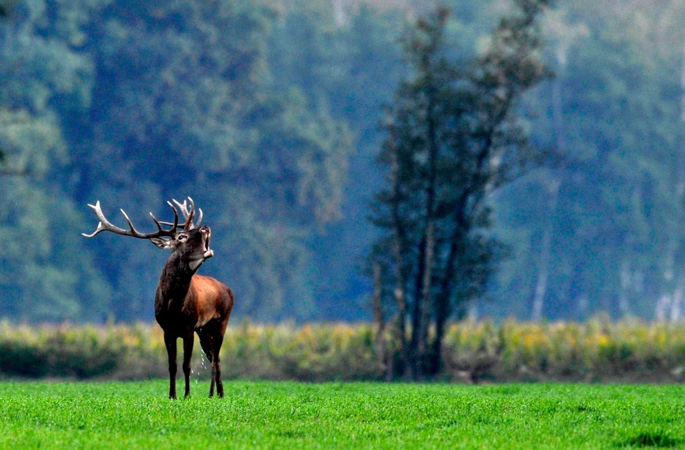 Szarvasbőgés a barcsi erdészetben - Nem mindennapi fotók a barcsi ...