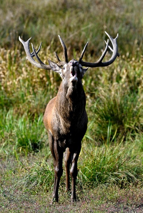 Szarvasbőgés a barcsi erdészetben - Nem mindennapi fotók a barcsi ...