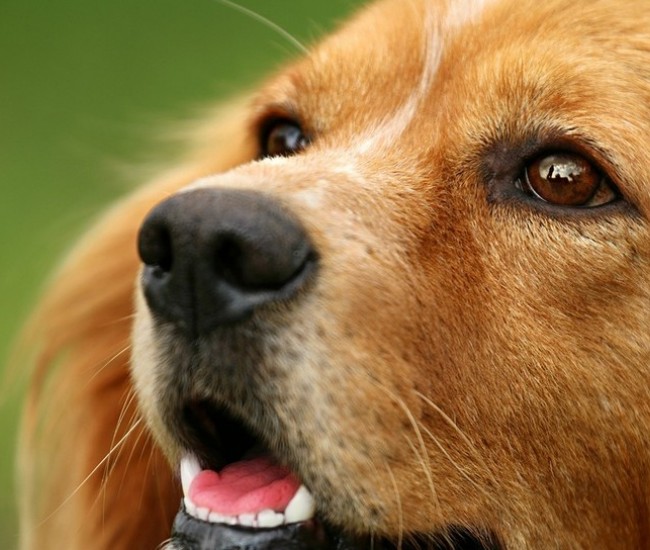 A kutyák is az emberrel tartottak az elvándorlás során - alon.hu