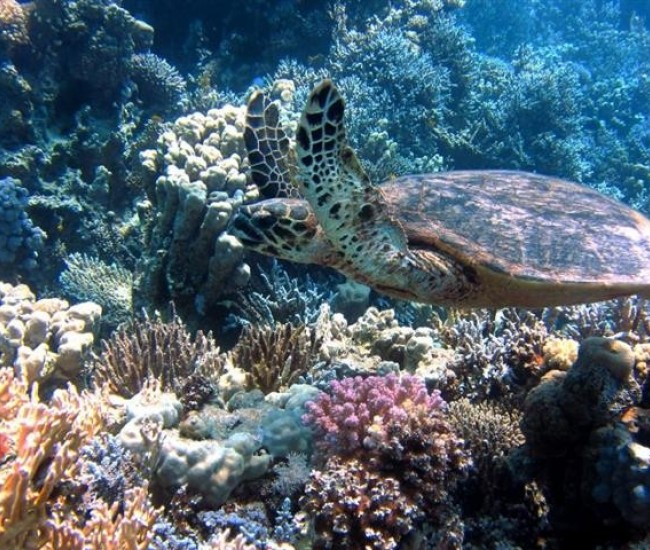 Ötszáz milliárd korall élhet a Csendes-óceánban - alon.hu