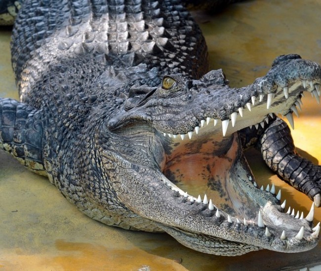 Krokodil nyelt le egy nyolcéves kisfiút Indonéziában, Borneó szigetén ...