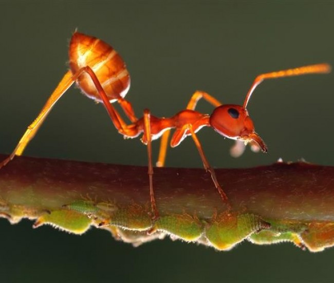 Egy hangyafaj képes összezsugorítani, majd visszanöveszteni az agyát ...