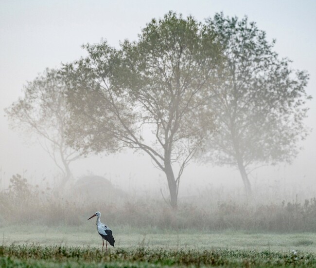 Téljósló november 19-e - Az előrejelzésből kiderül, Erzsébet megrázza-e ...