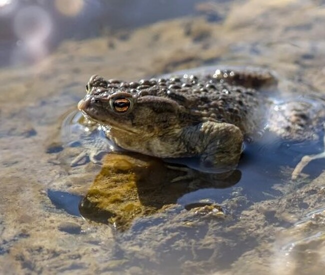 A sárgahasú unka az év kétéltűje 2025-ben - alon.hu